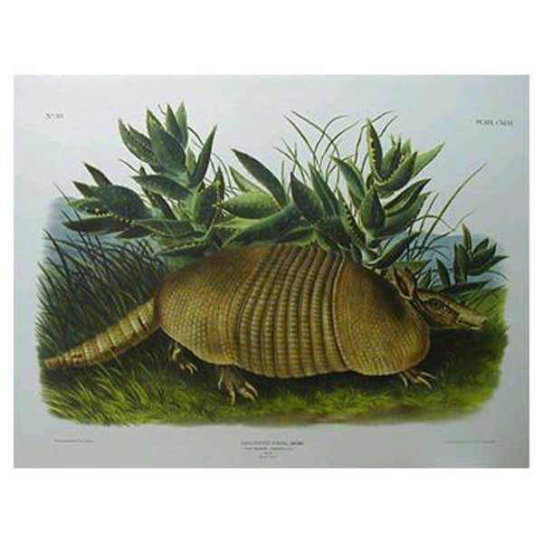 Nine-Banded Armadillo Princeton Print