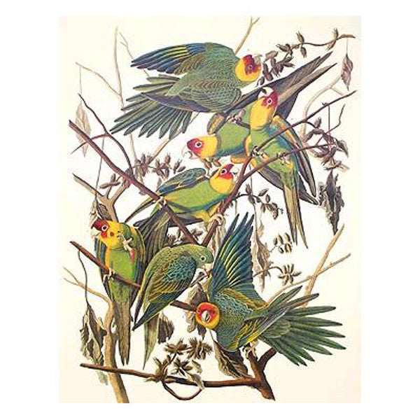 Carolina Parrot Princeton Print