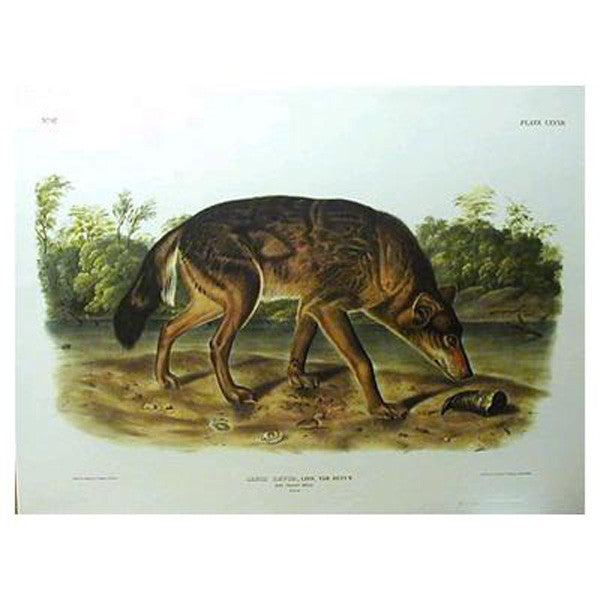 Red Texan Wolf Princeton Print