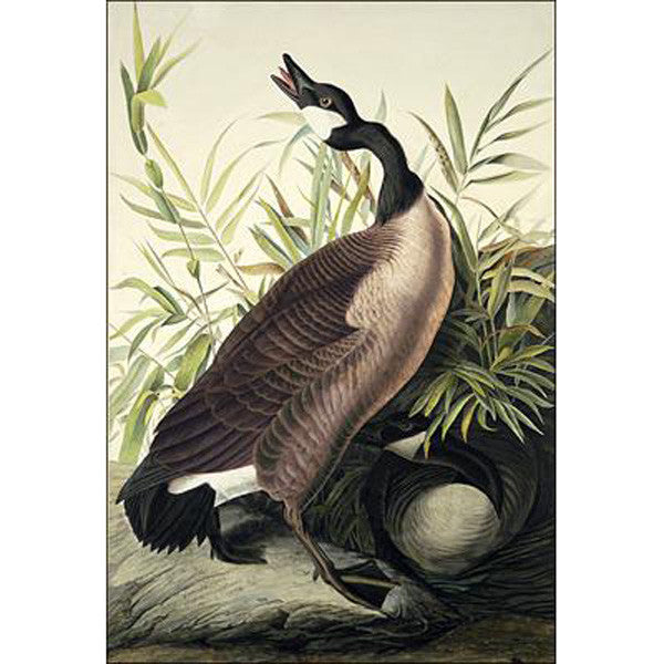 Canada Goose Oppenheimer Print