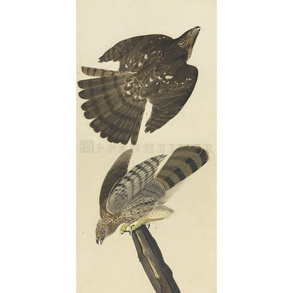 Stanley Hawk Oppenheimer Print