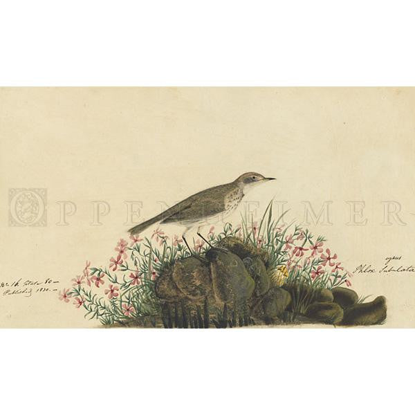 Prairie Titlark Oppenheimer Print