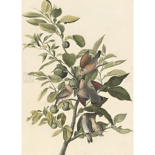 Ground Dove Oppenheimer Print