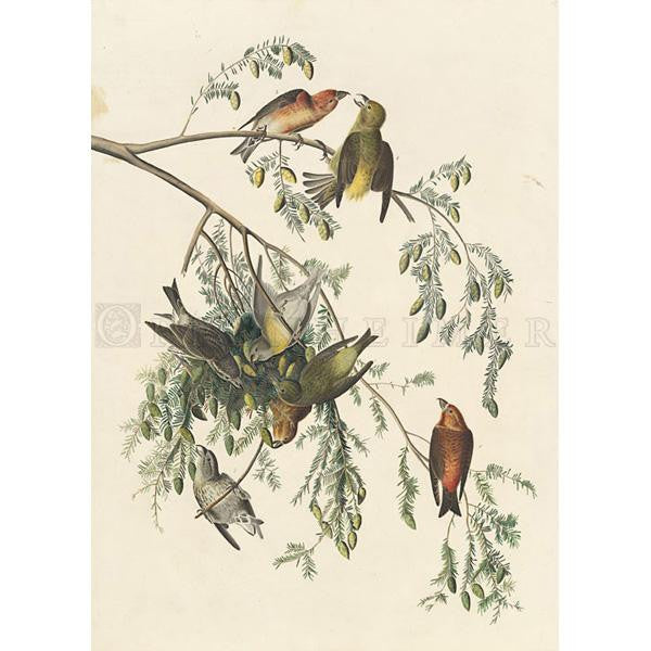 American Crossbill Oppenheimer Print