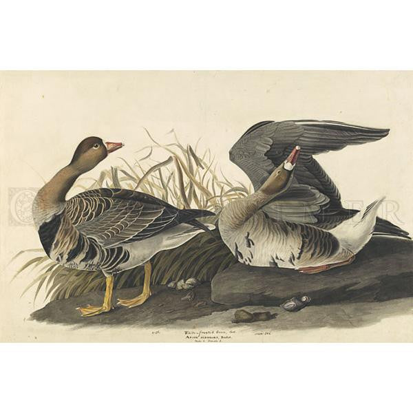 White-fronted Goose Oppenheimer Print