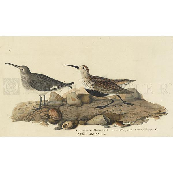 Red backed Sandpiper Oppenheimer Print