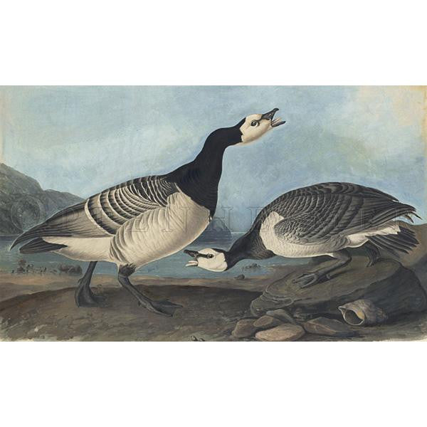 Barnacle Goose Oppenheimer Print