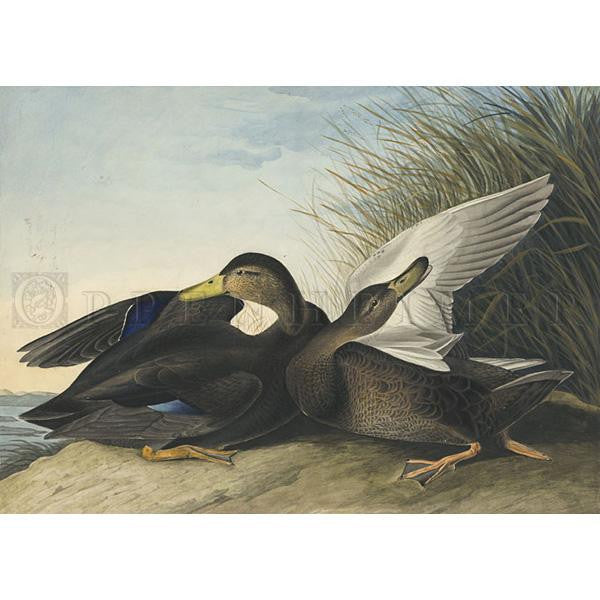 Dusky Duck Oppenheimer Print