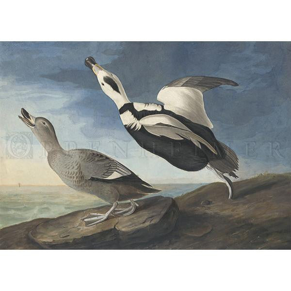 Pied Duck Oppenheimer Print