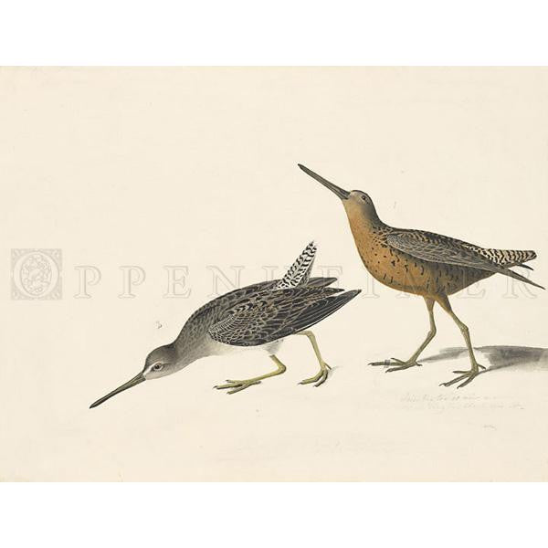 Red-breasted Snipe Oppenheimer Print