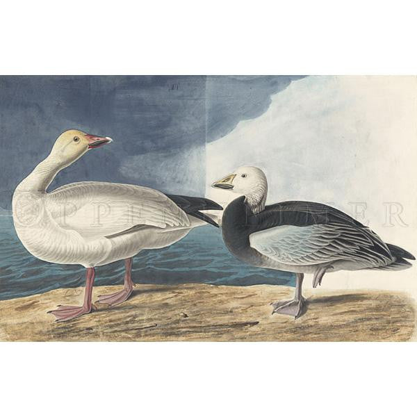 Snow Goose Oppenheimer Print