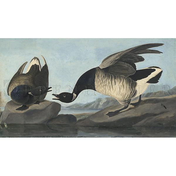 Brant Goose Oppenheimer Print