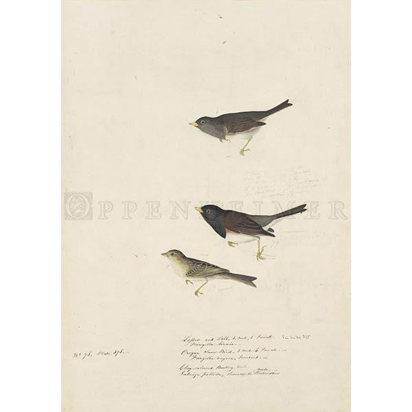 Clay-coloured Finch and Oregon Snow Finch Oppenheimer Print