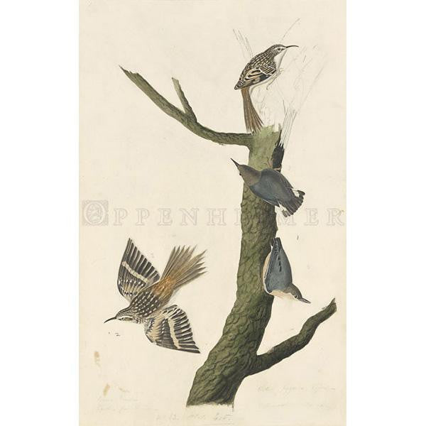 Brown Creeper and Californian Nuthatch Oppenheimer Print