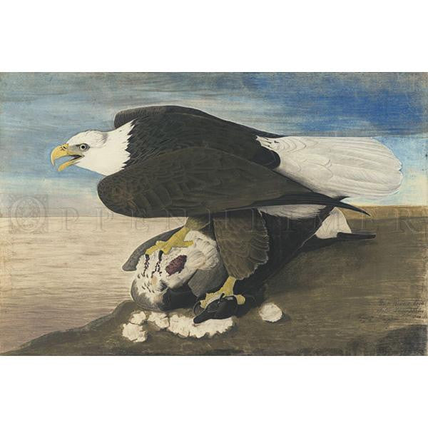 Bald Eagle Oppenheimer Print